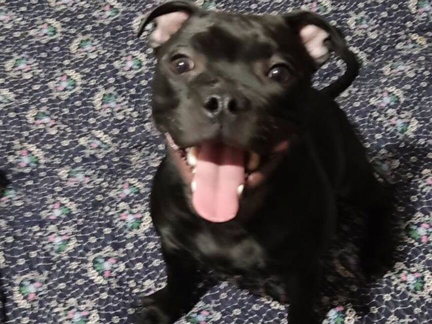 Продам Стаффордширский бультерьер