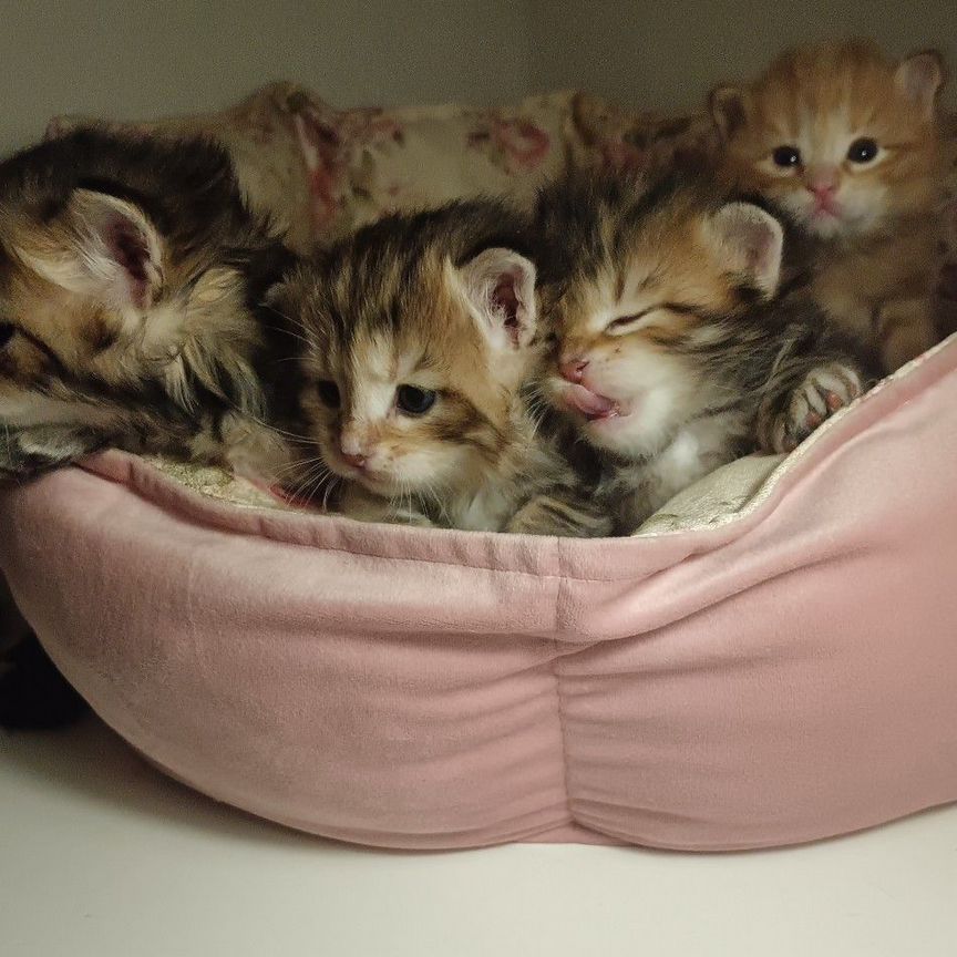 Котята курильский бобтейл