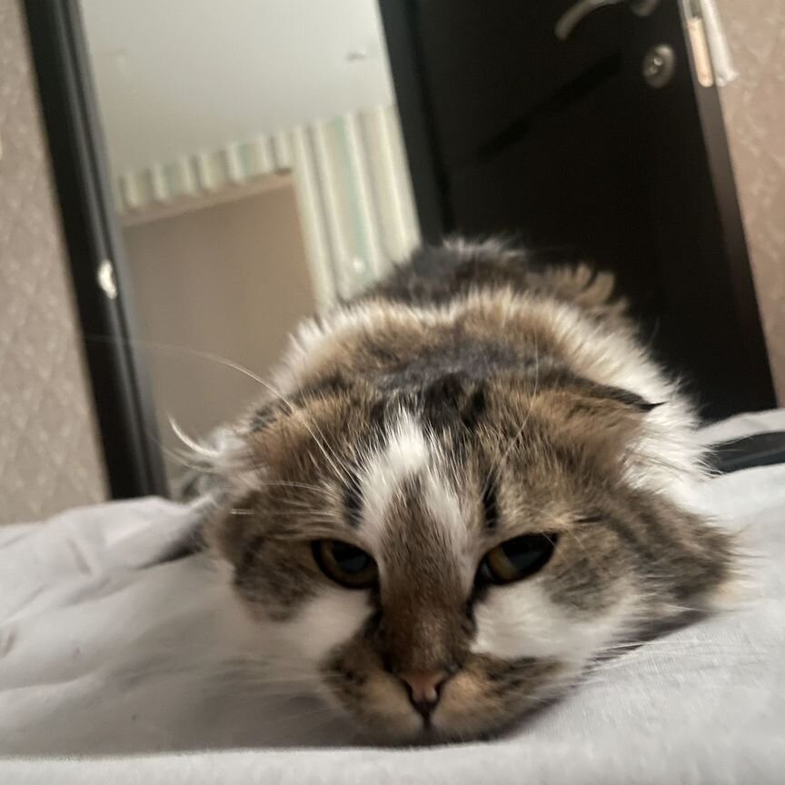 Кошка вислоухая