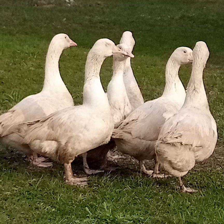 Гусь губернаторский