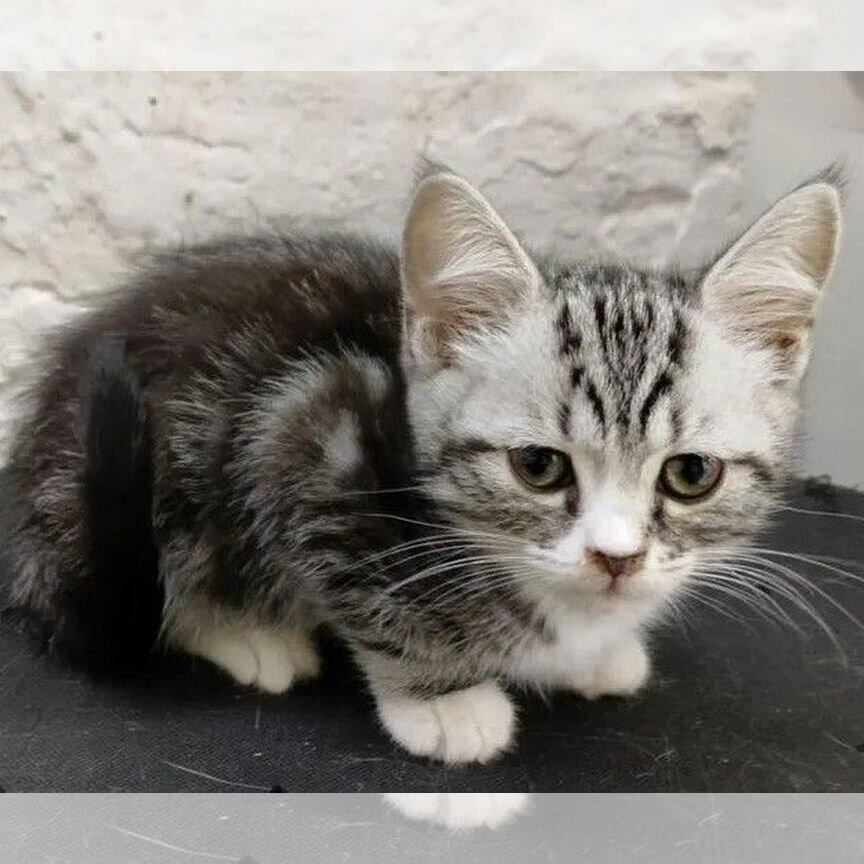 Шотландский прямоухий короткошёрстный котёнок