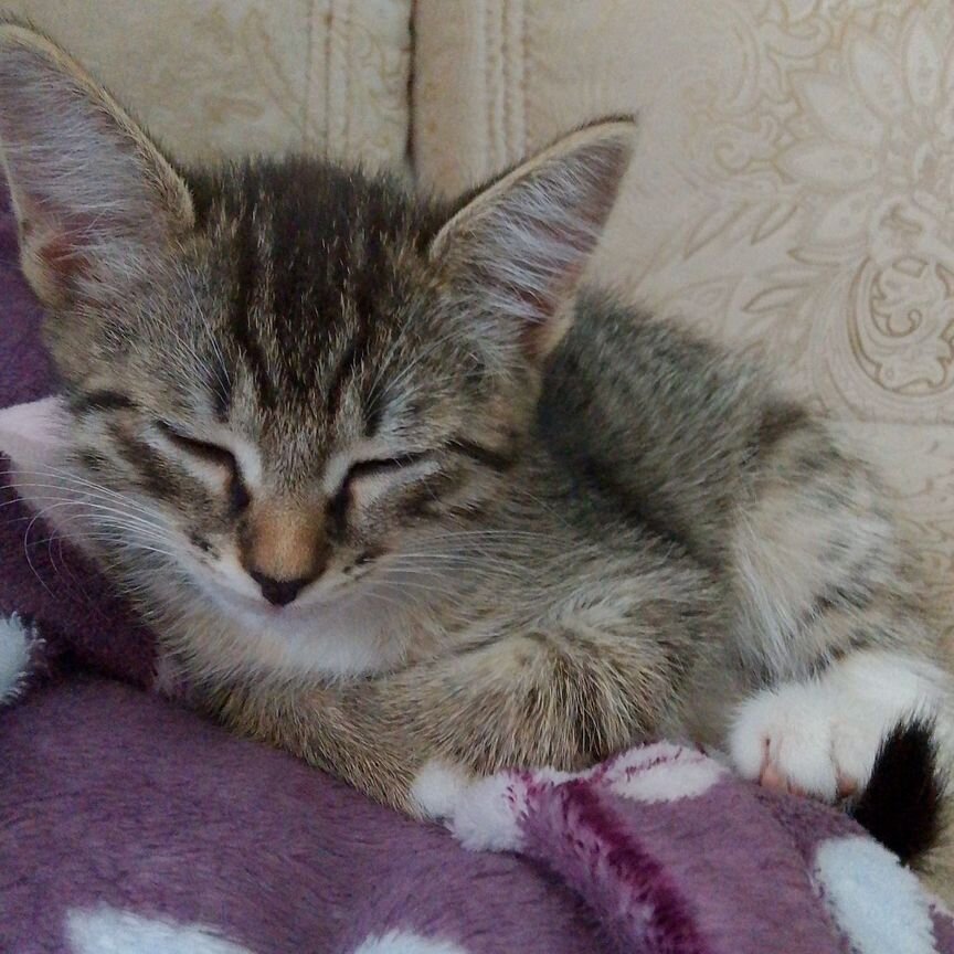 Котята отдаю в добрые руки