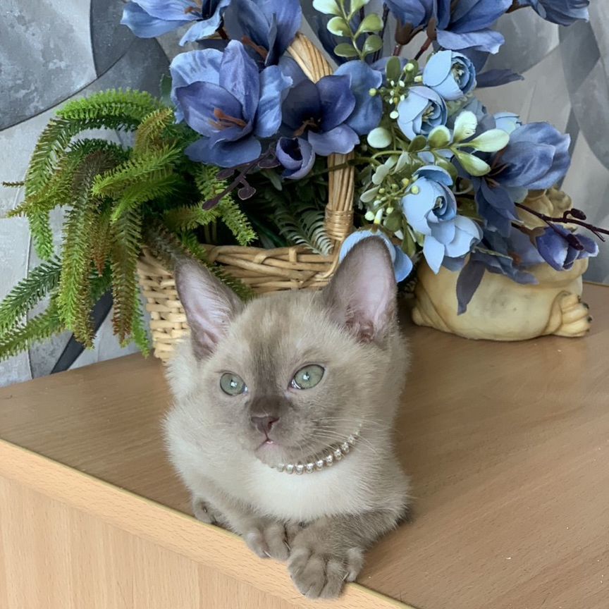 Бурманское чудо