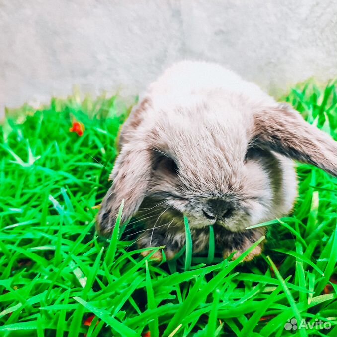 Карликовый кролик - супер мини
