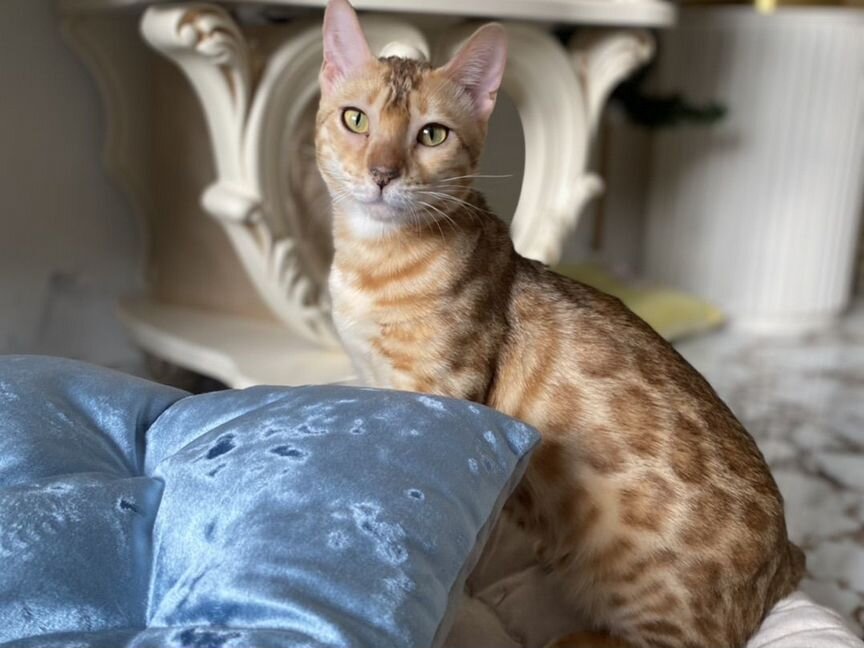 Бенгальская кошечка