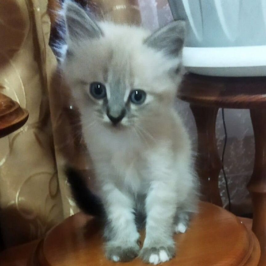 Котенок