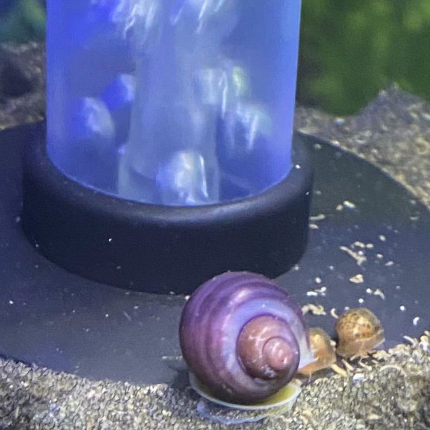 Малыши ампулярии черничные и голубые