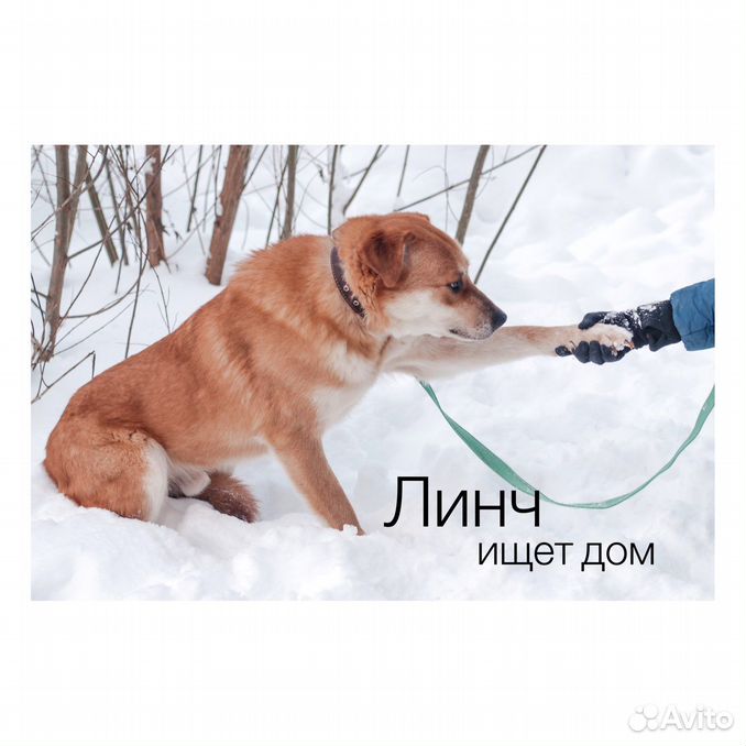 Пес Линч добрый рыжик в добрые руки