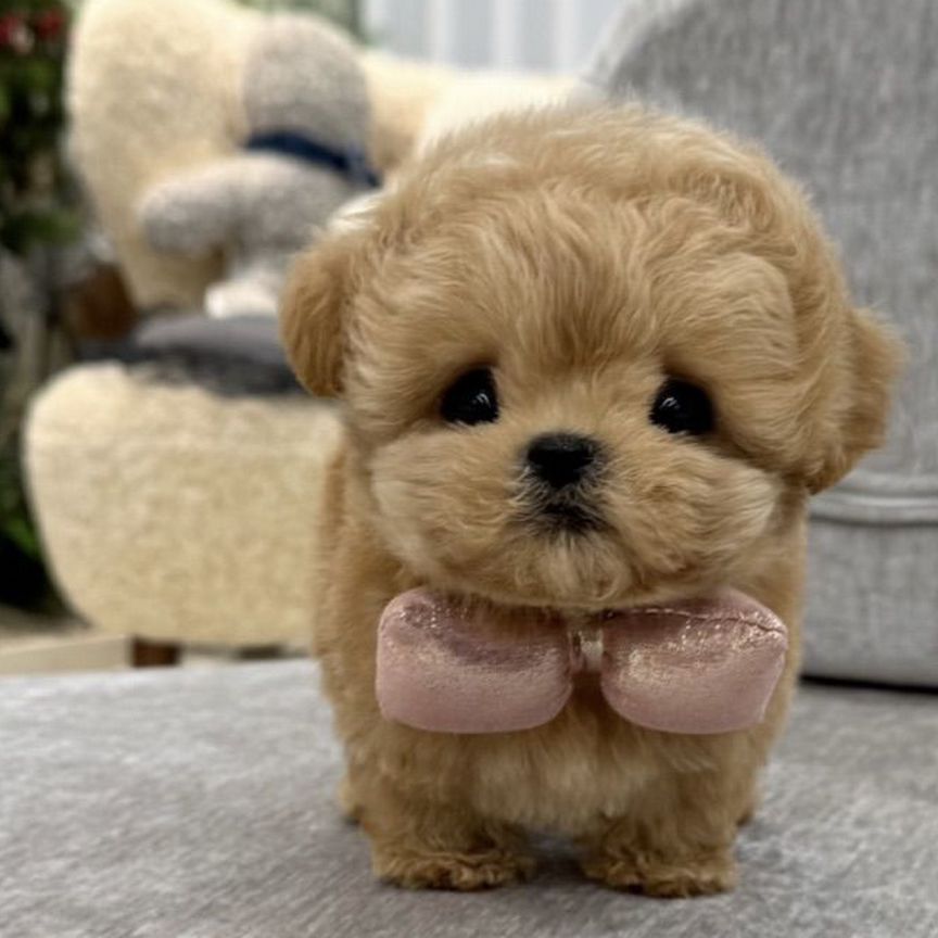 Мальтипу тикап