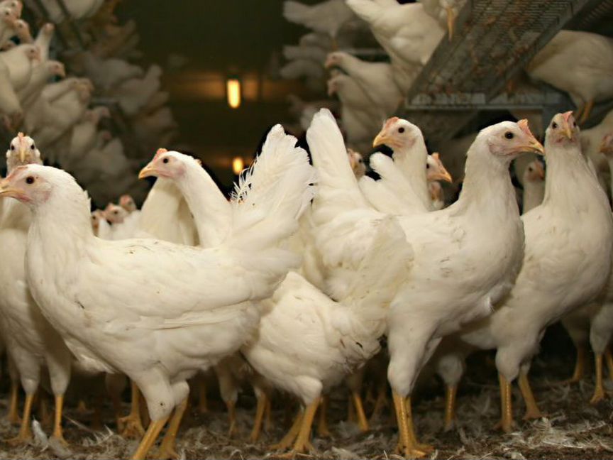 Цыплята Браун Ник