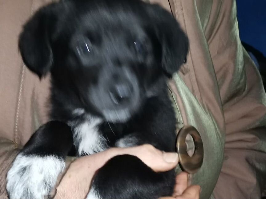 Щеночек девочка 1,5 месяца