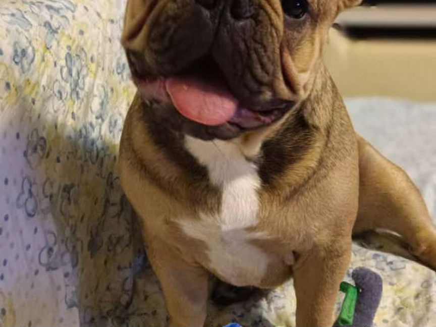 Французский бульдог кабель вязка