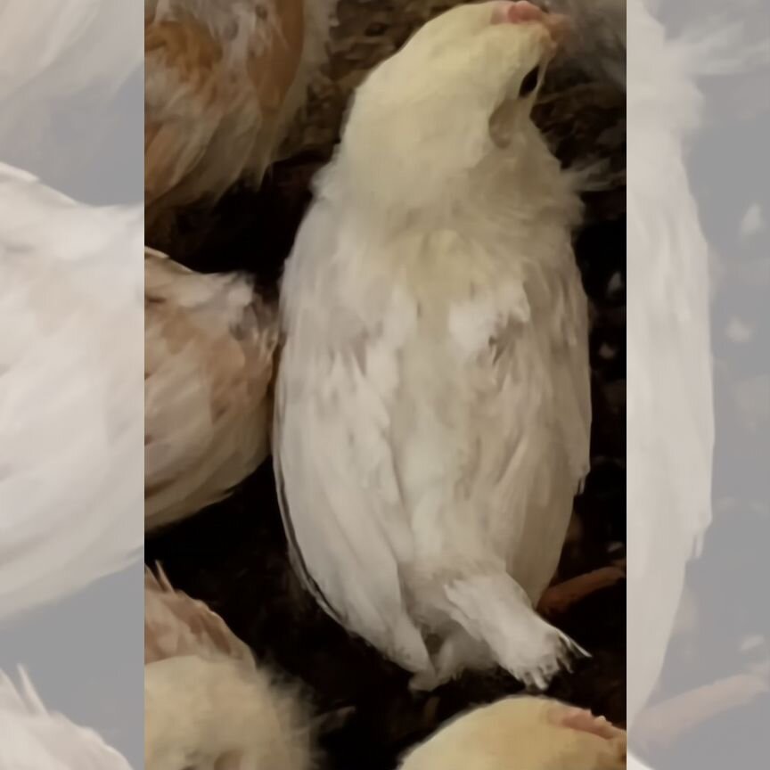 Цыплята несушки