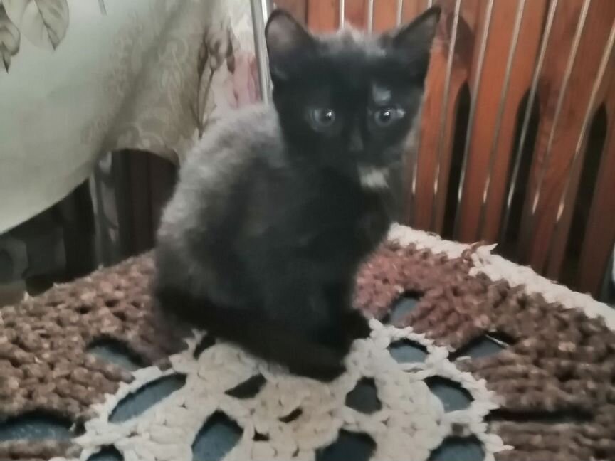Кошки в добрые руки бесплатно
