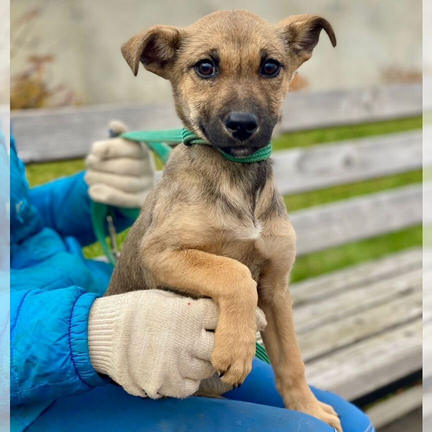 Щенок в добрые руки