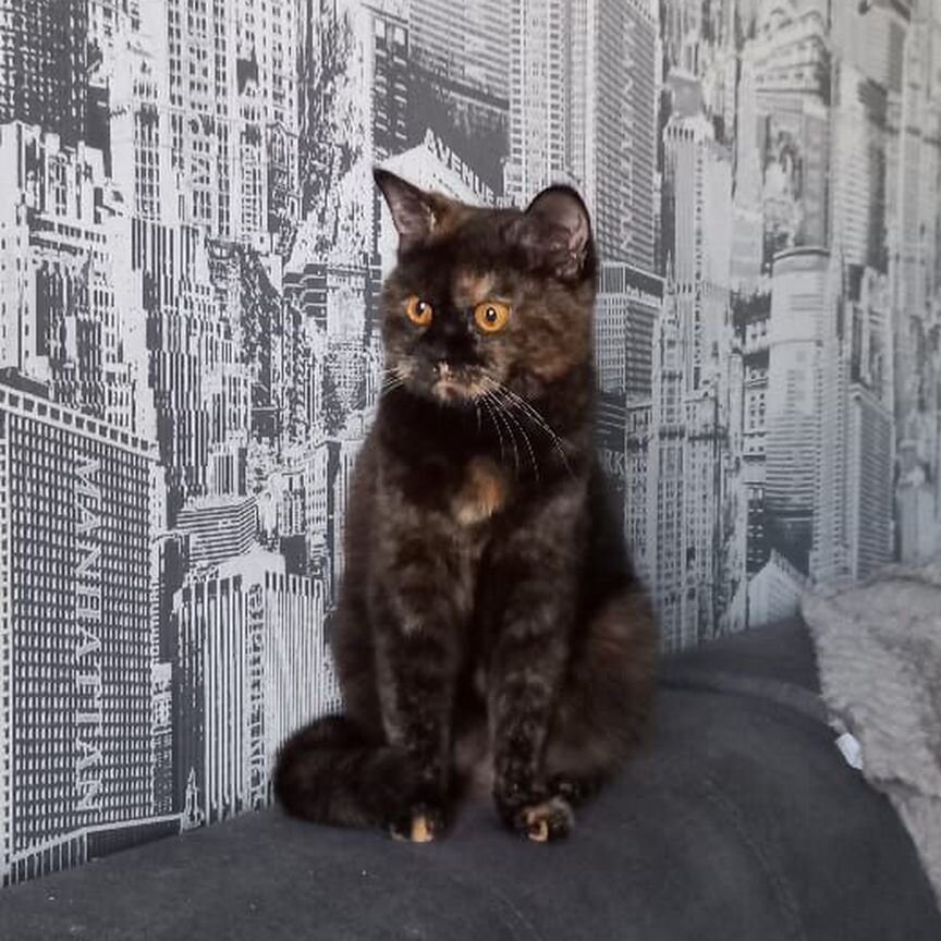 Ищем кота для вязки