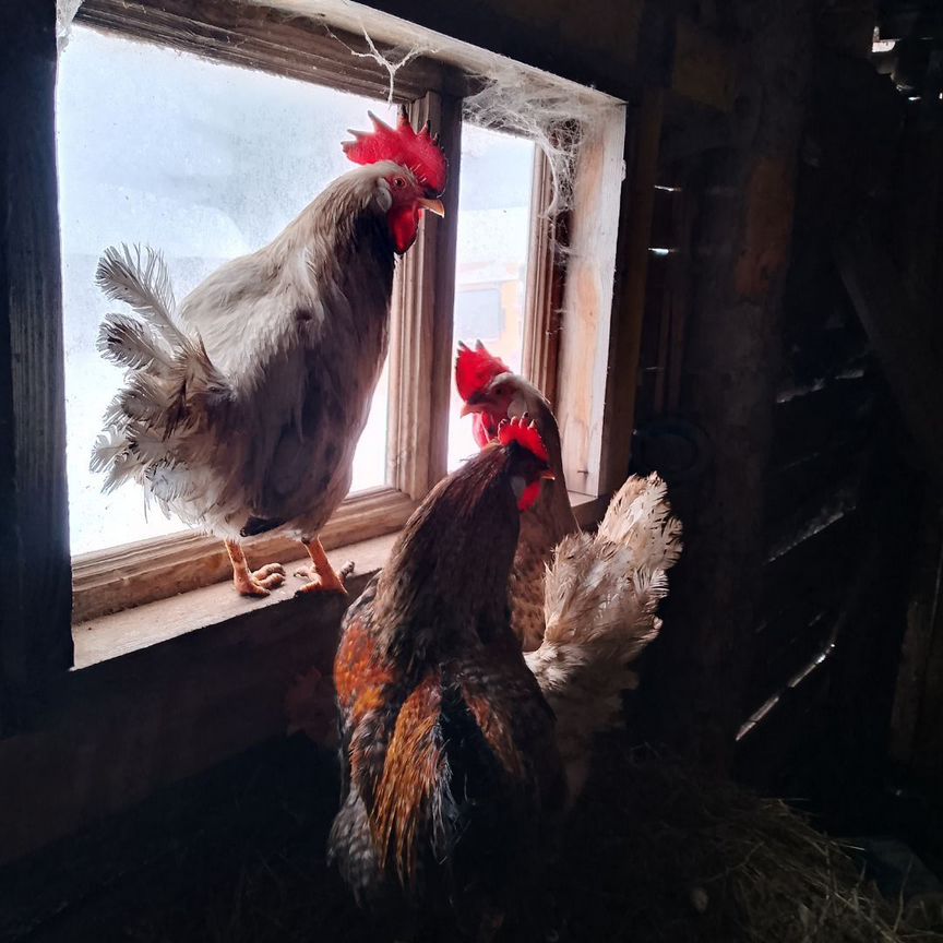 Петухи разных пород