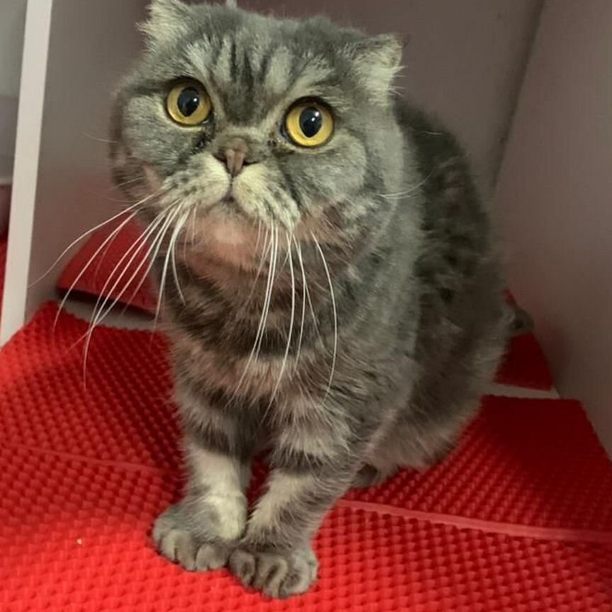 Шотландская вислоухая короткошёрстная кошка, взрослая