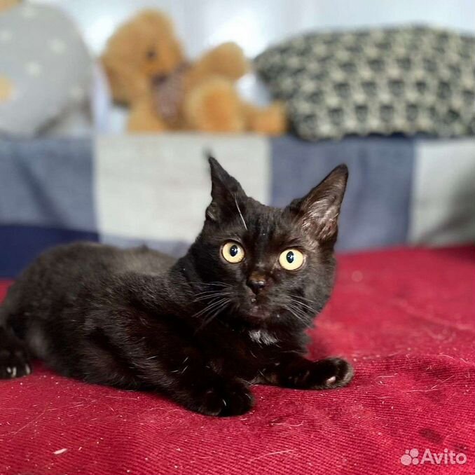 Несчастный Лексик познал много горя