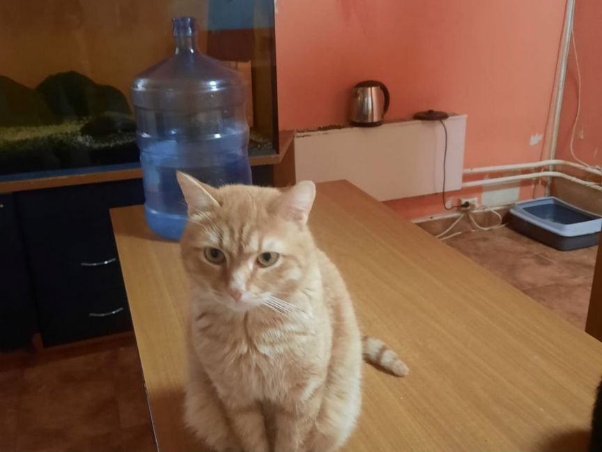 Милый котейка ищет дом