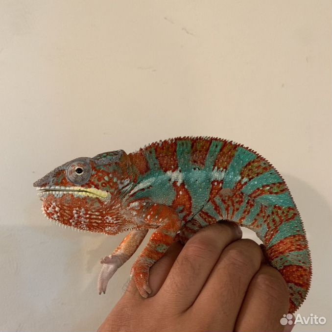 Пантеровый хамелеон