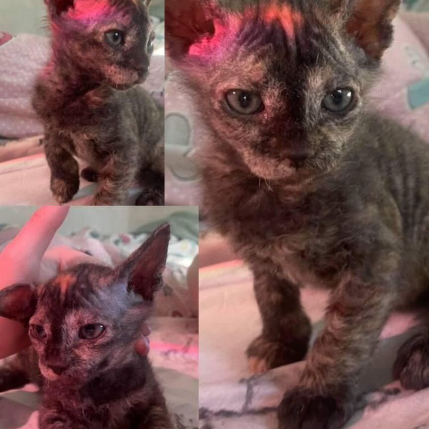 Донской сфинкс котята