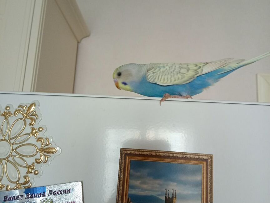 Волнистые попугаи