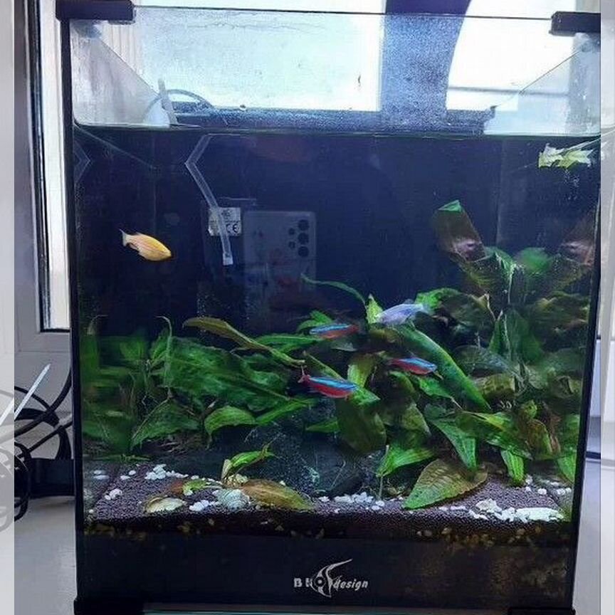 Аквариум с рыбками