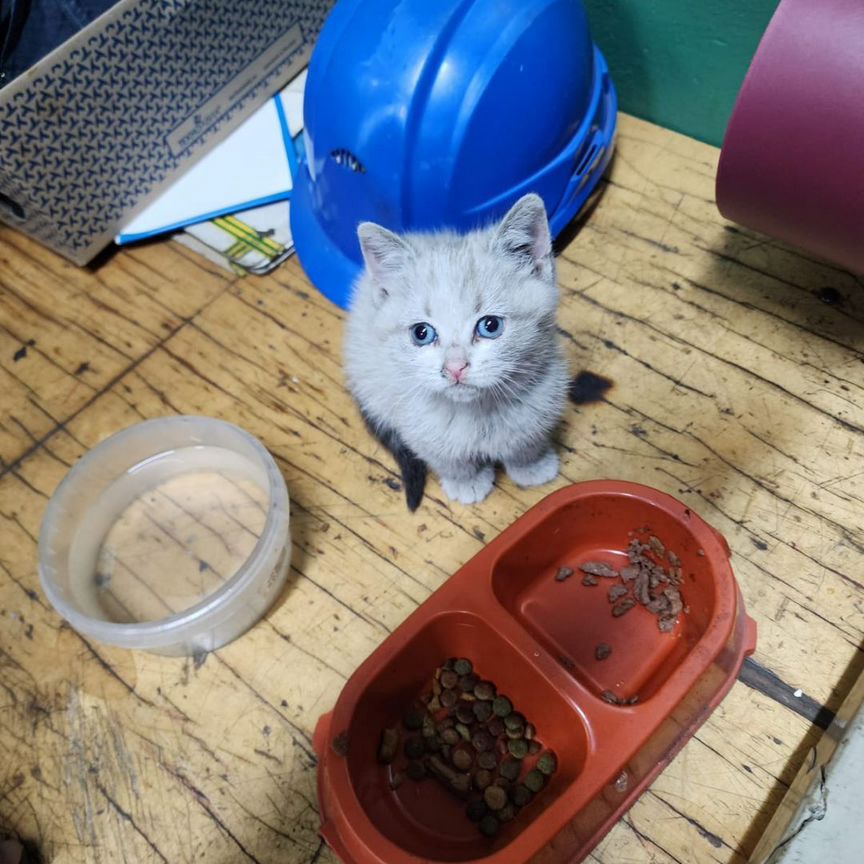 Котёнок