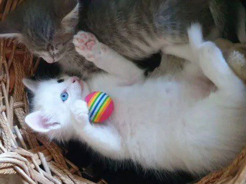 Котята в добрые руки бесплатно