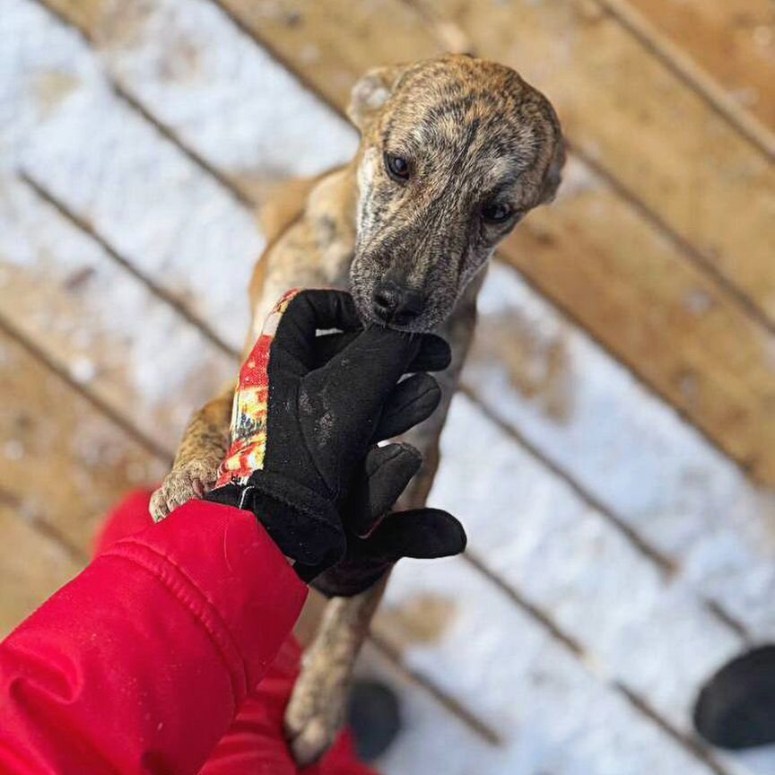 Щенок девочка в добрые руки