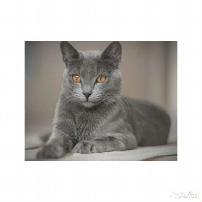 Котенок мальчик 7 месяцев метис Русская голубая