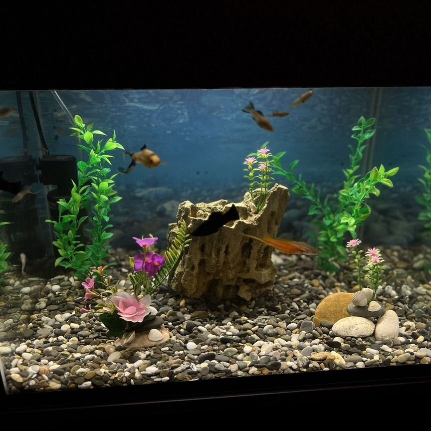 Аквариум с рыбками