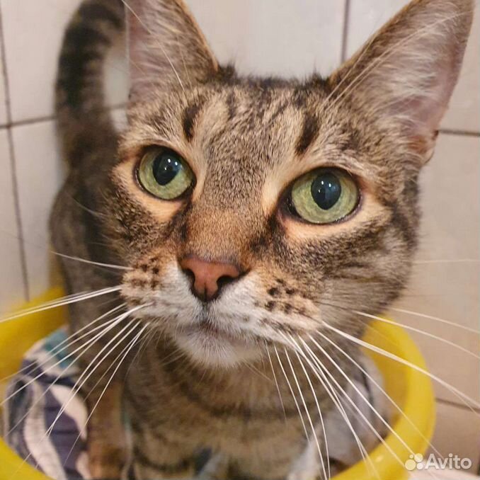 Умный ласковый милый Котик