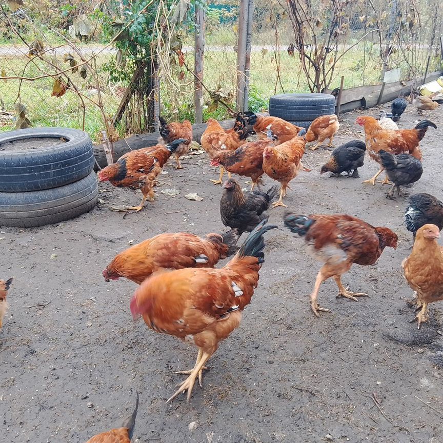 Продам курицу молодаяк
