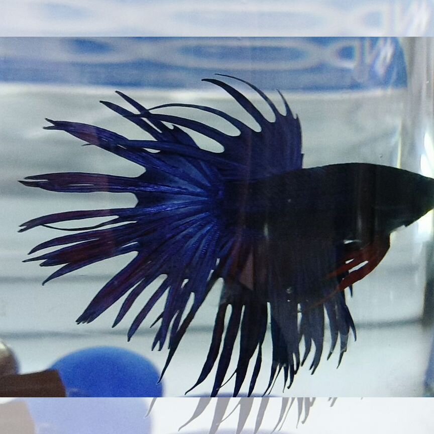 Рыбка петушок самец