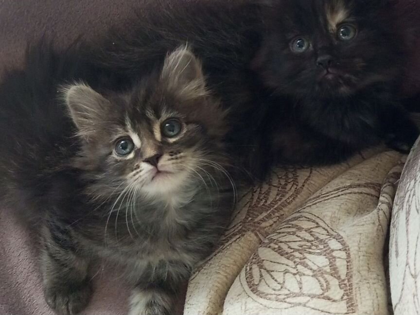 Кошка