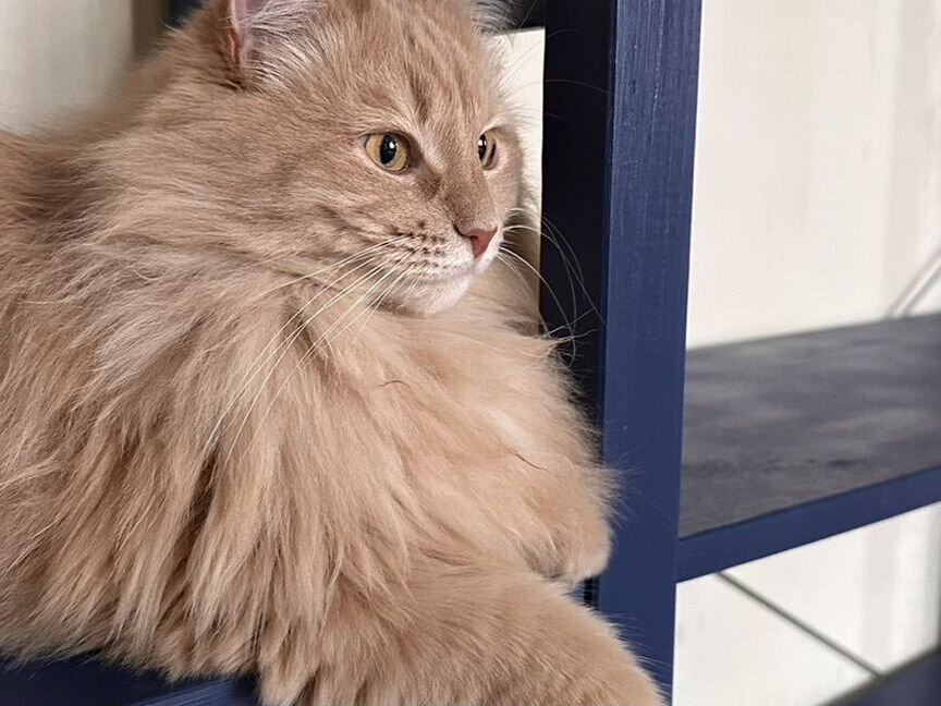Кошка Бусинка в добрые руки