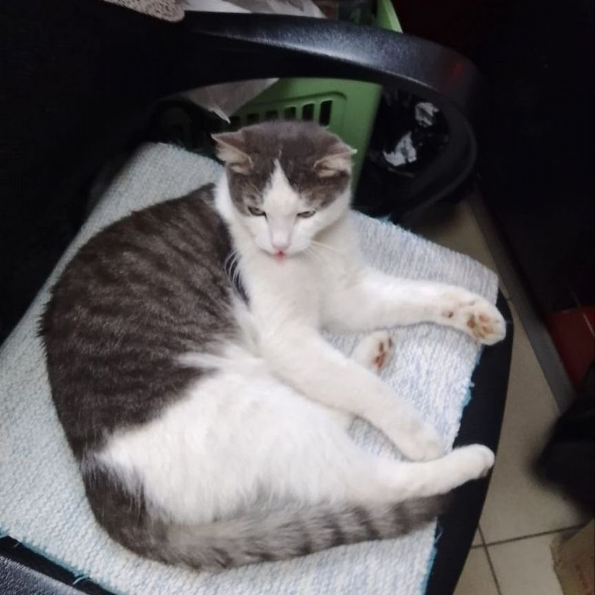 Кот в добрые руки