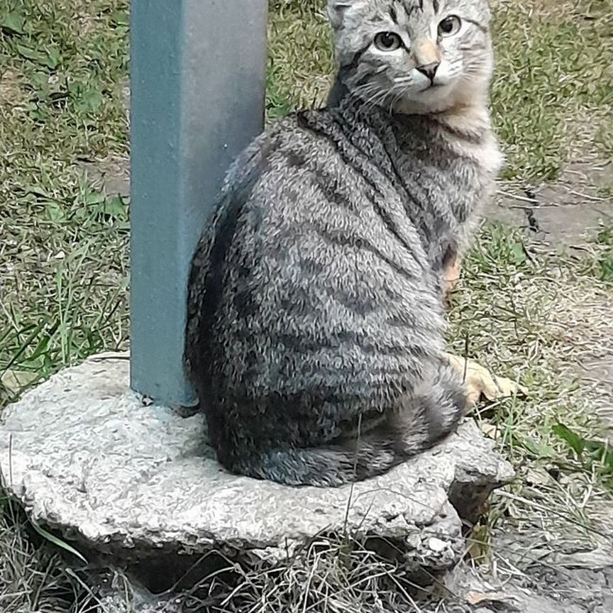 Котята в добрые руки бесплатно