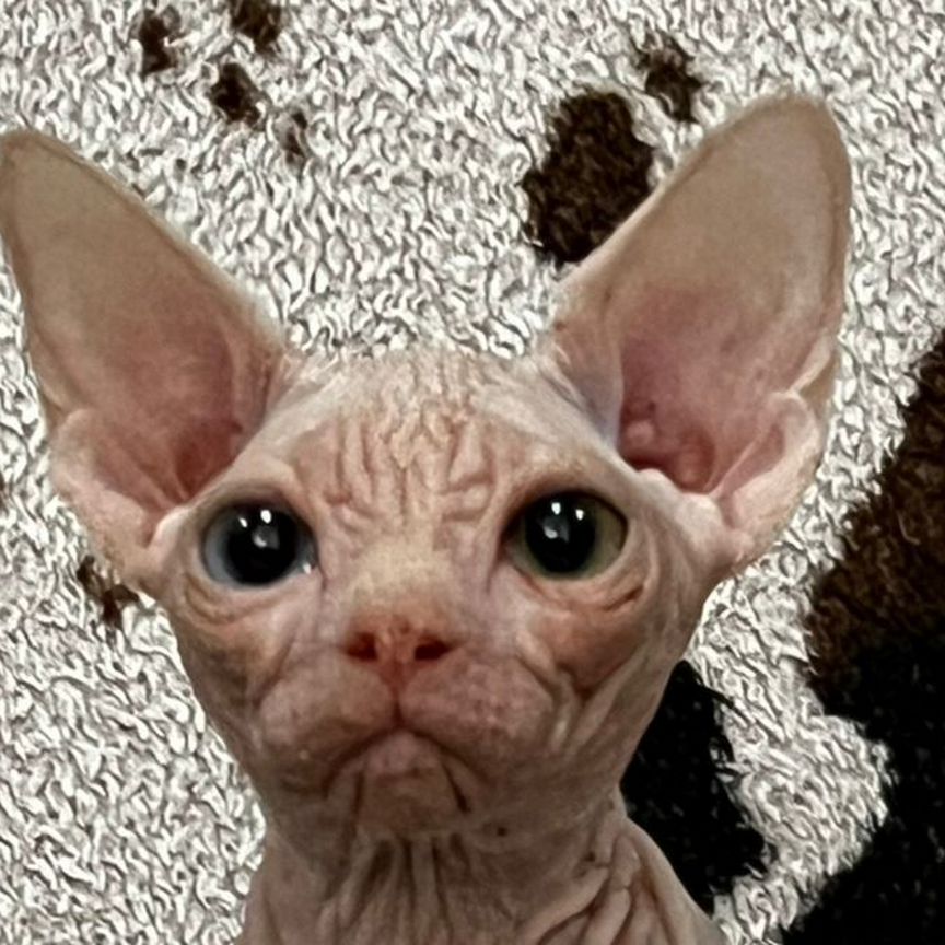 Канадский сфинкс котенок