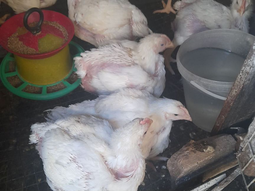 Куры бройлеры