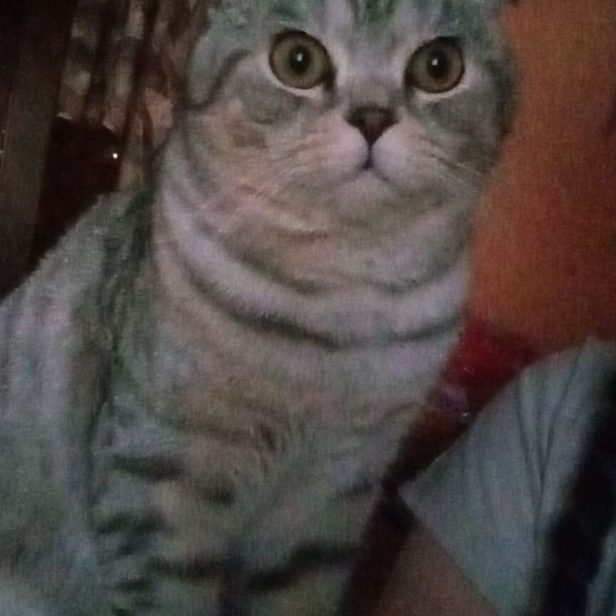 Шотландский котик вязка