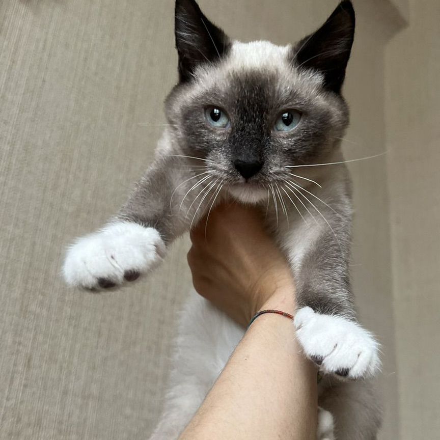 Сиамский котёнок