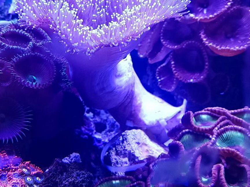 Саркофитон длинополипный 3шт