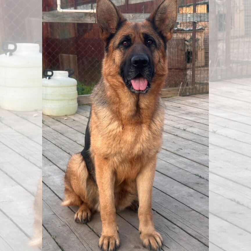 Немецкая овчарка, взрослая собака