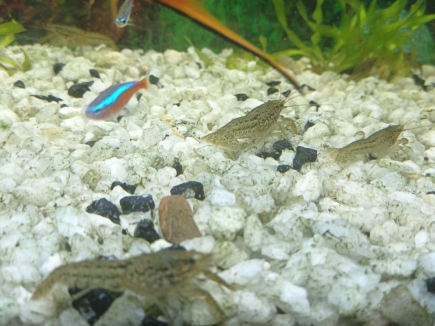 Аквариумные раки