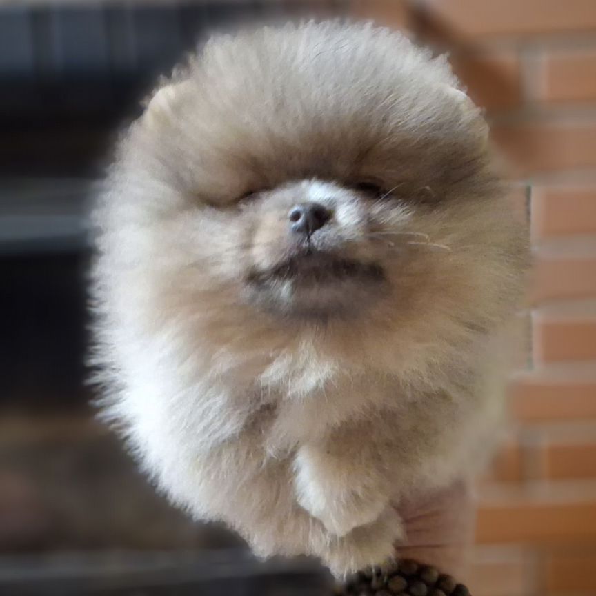 Померанский шпиц, щенок