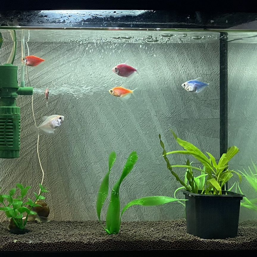 Рыбки тернеции