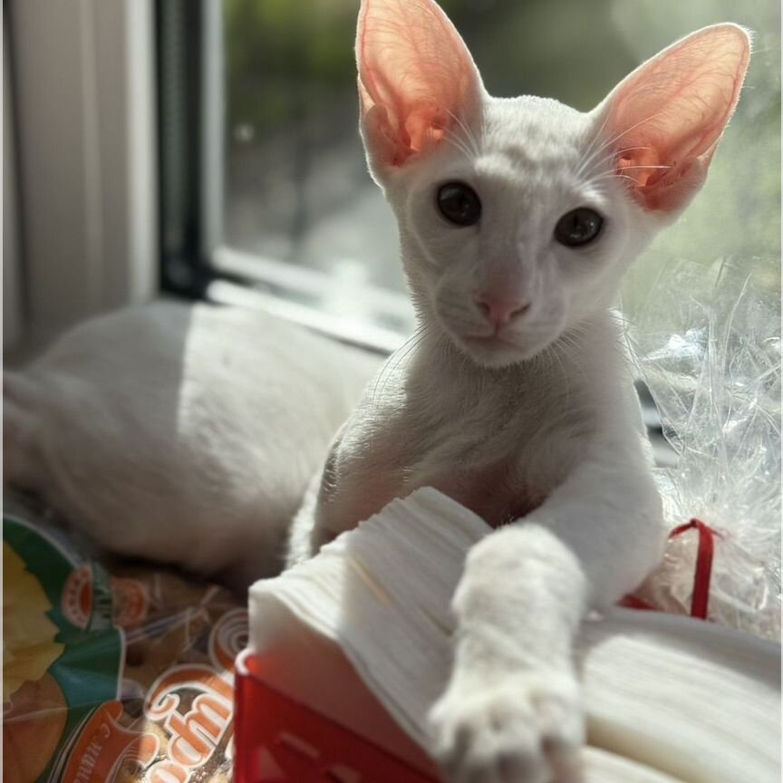 Ориентальный котёнок